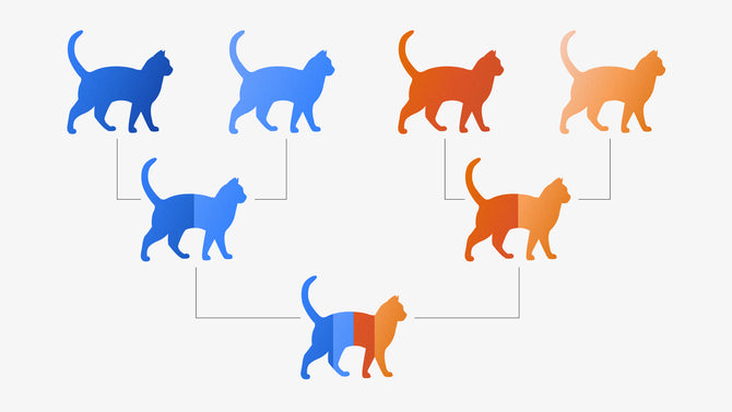 MyCatDNA™ — Know Your Cat Better
