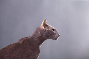 Genetic Mutation Salmiak Gives Cats a 'Salty Liquorice' Coat Colour ...
