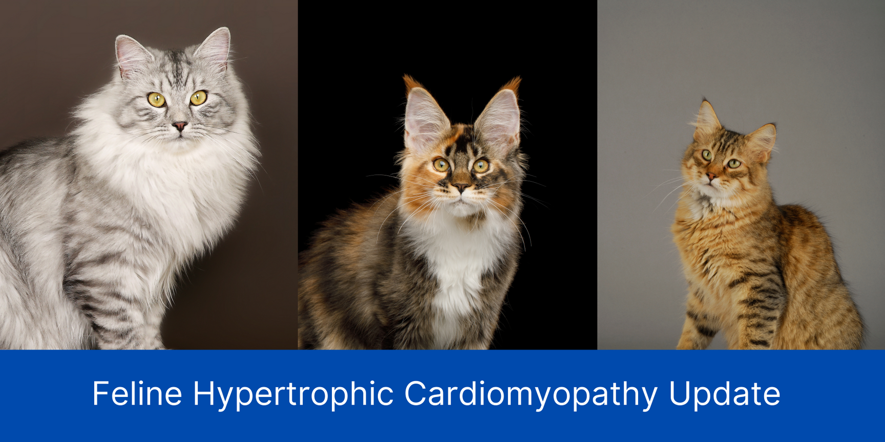 MyCatDNA™ — Know Your Cat Better