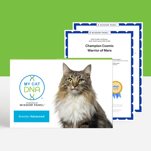 Understanding Feline Blood Types – MyCatDNA